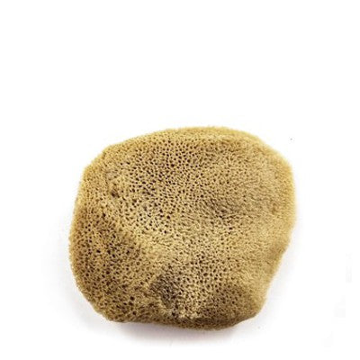 ELEPHANT EAR SPONGE – The Pottery Supply House